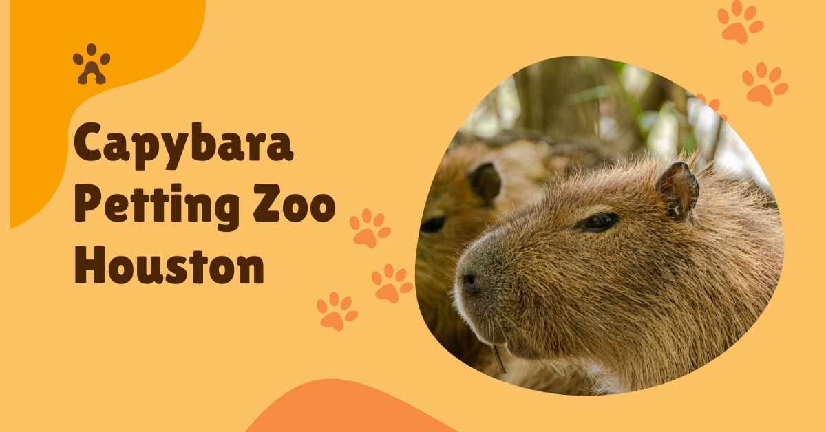 Capybara Petting Zoo in Houston - Houston Petting Zoo
