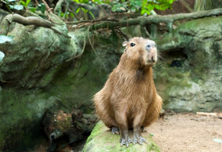 Capybara Petting Zoo in Houston - Houston Petting Zoo