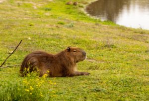 Capybara Petting Zoo in Houston - Houston Petting Zoo