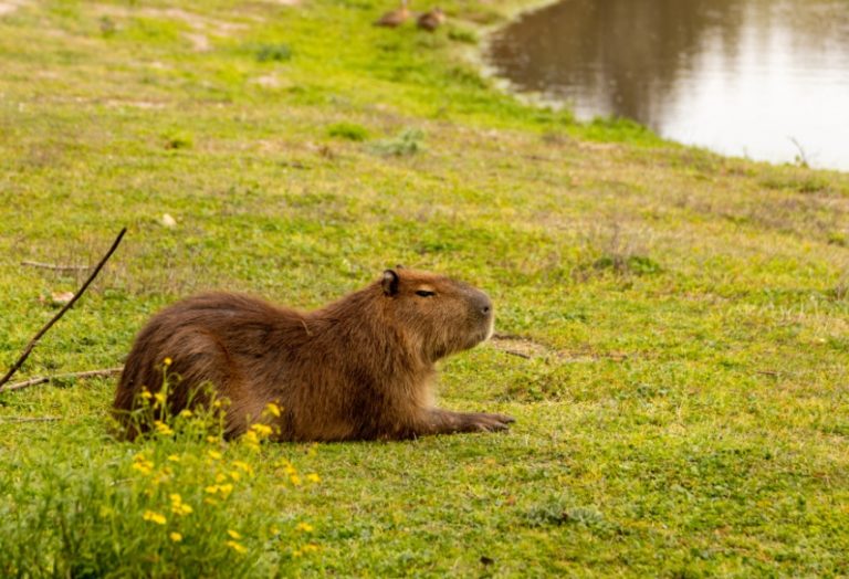 Capybara Petting Zoo in Houston - Houston Petting Zoo