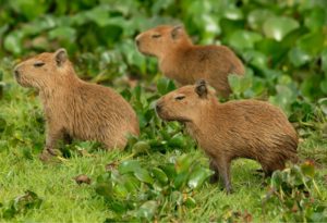 Capybara Petting Zoo in Houston - Houston Petting Zoo